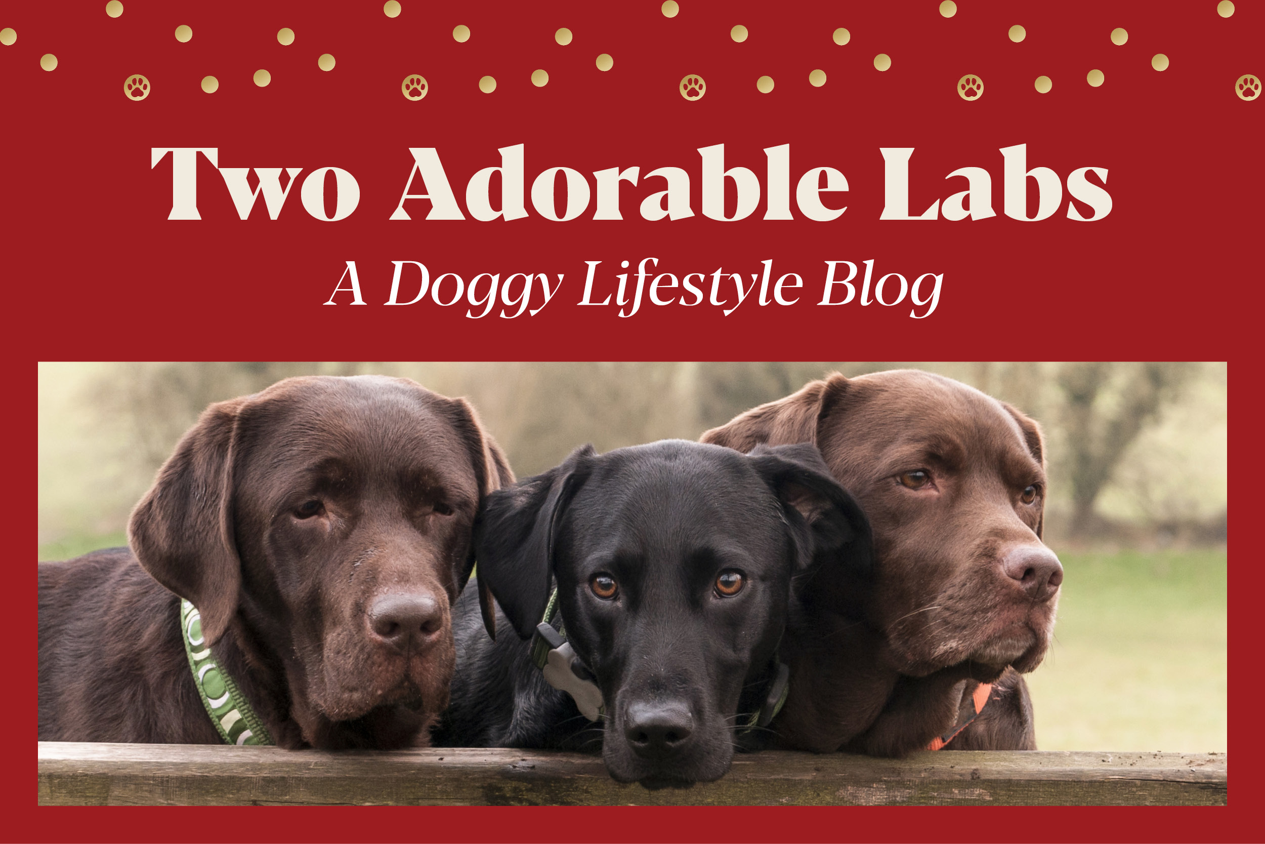 Shop - Two Adorable Labs