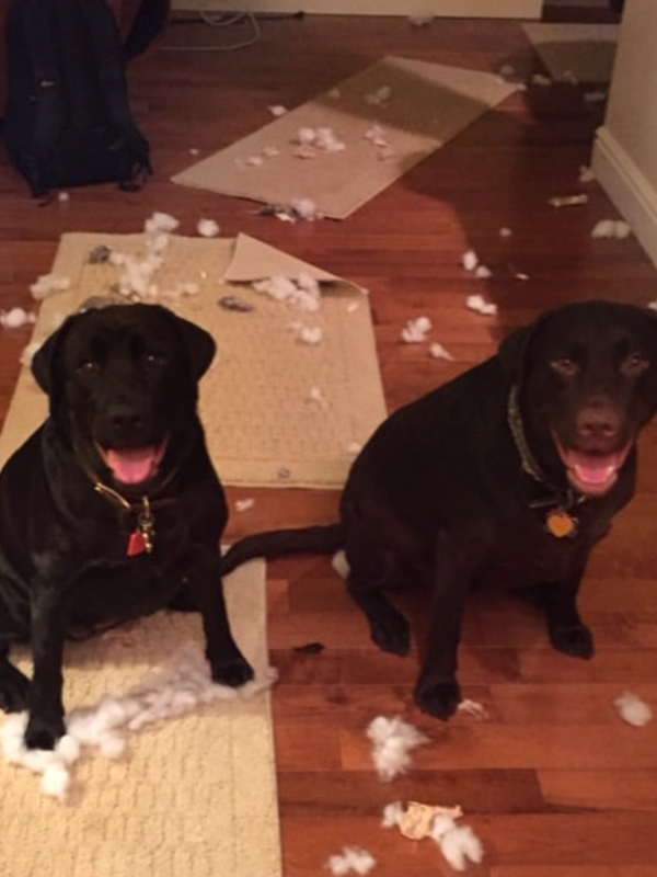 One way to know if your dog loves you - Two Adorable Labs