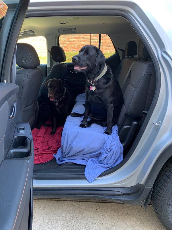 Doggie TMJ - Two Adorable Labs