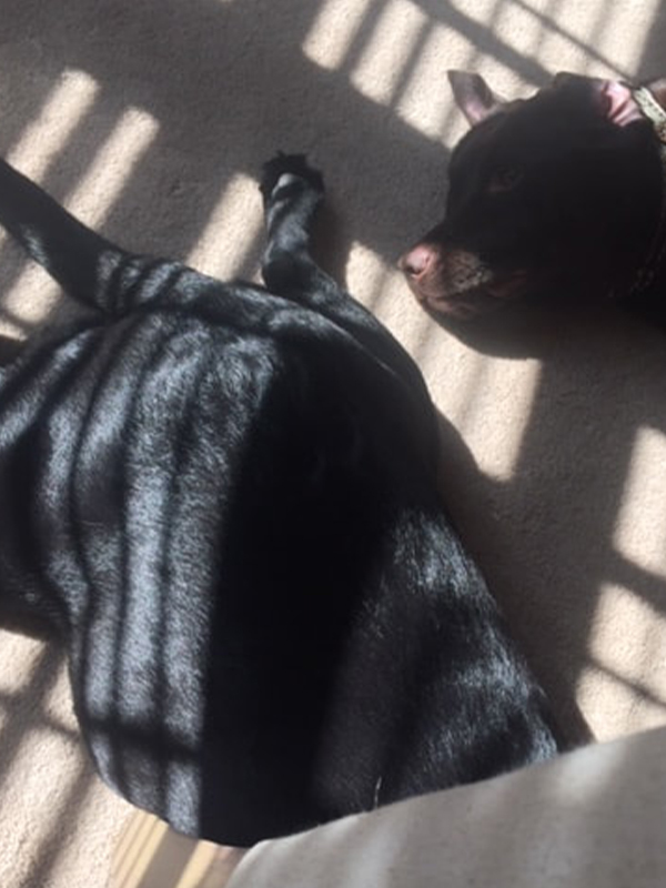 Dogs and Armadillos - Two Adorable Labs