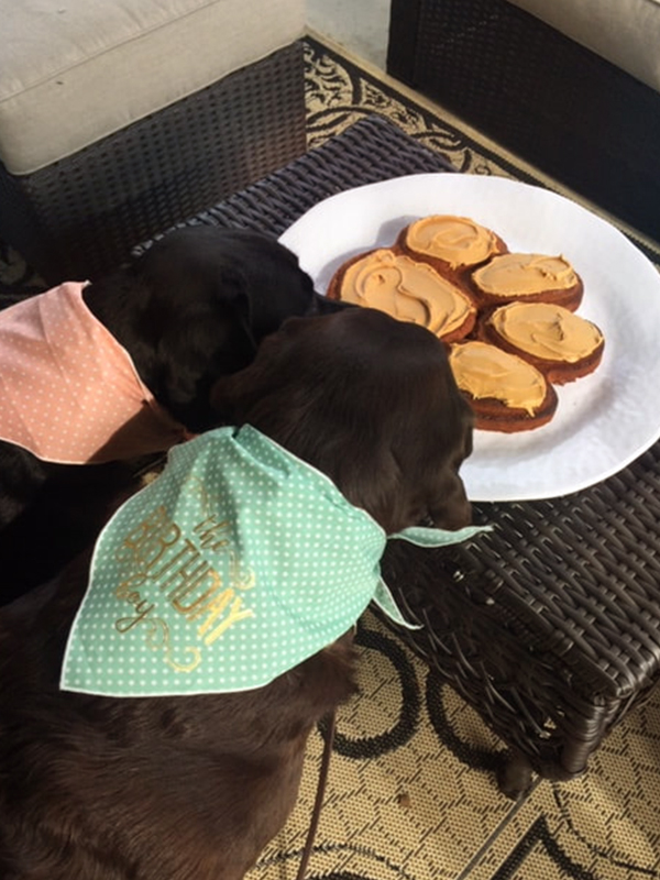 How to make a "Pup Cake" - Two Adorable Labs