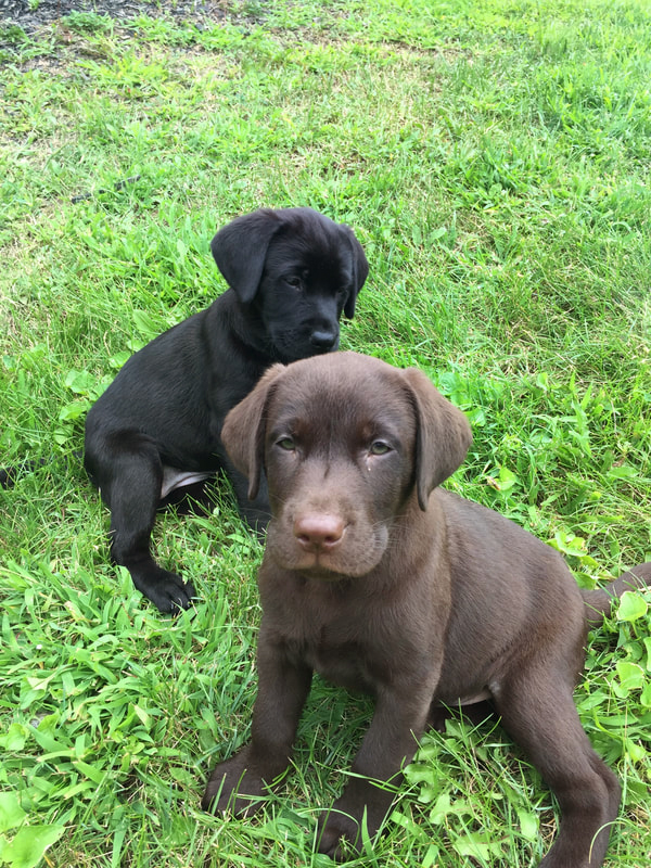 National Dog Day - Two Adorable Labs