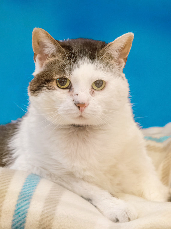 Adopt Me Today! - Two Adorable Labs