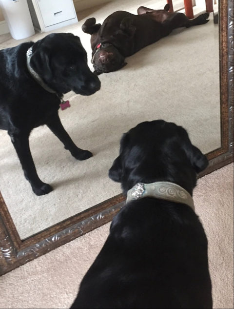 Can dogs have identical twins? - Two Adorable Labs