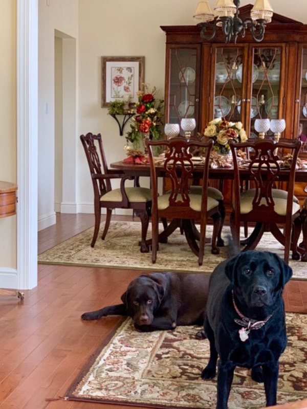 What Is “Irresponsible” vs. “Responsible” Dog Breeding? - Two Adorable Labs