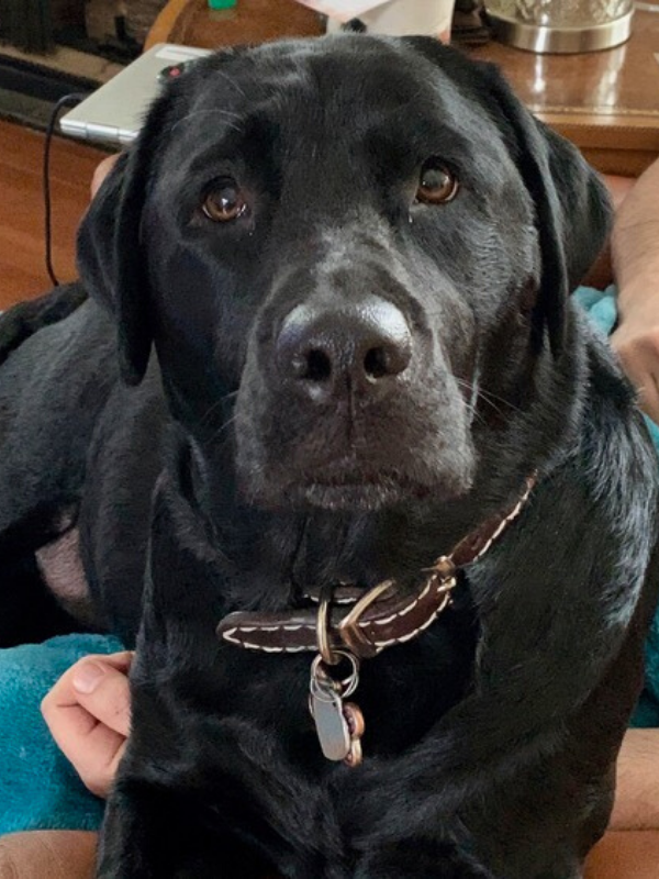 What Is Dog Flipping? - Two Adorable Labs