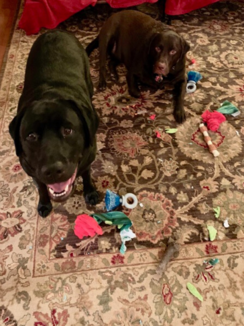 What Is Dog Flipping? - Two Adorable Labs