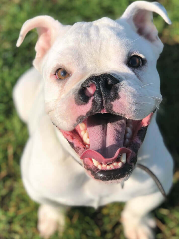 Road Dogs and Rescue - Two Adorable Labs