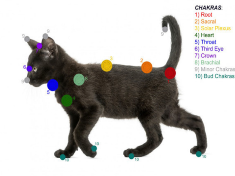 Do Dogs And Cats Have A Natural Ability To Respond To Crystals? - Two ...