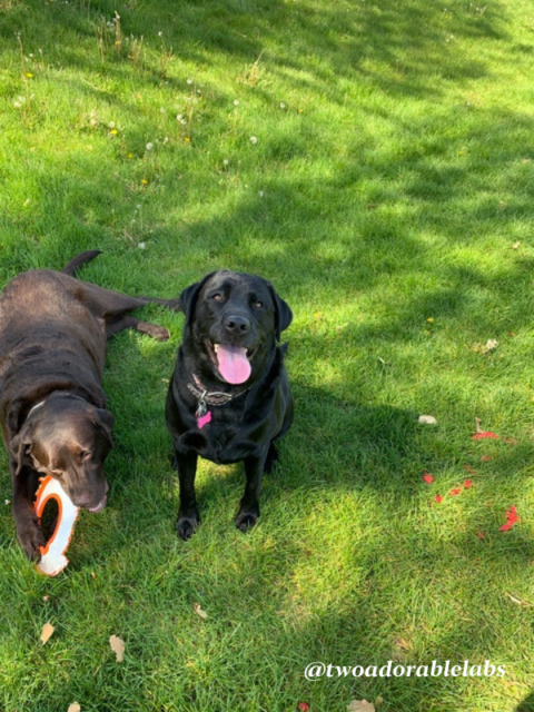 Do Dogs And Cats Have A Natural Ability To Respond To Crystals? - Two ...