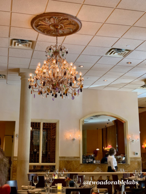 Traveling To Charlotte, NC - Two Adorable Labs