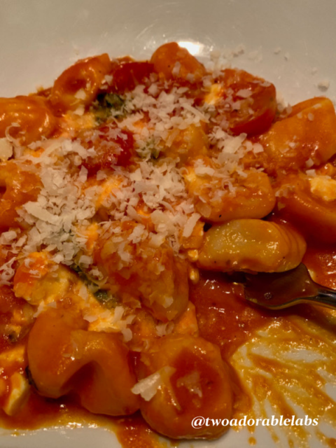 Traveling To Charlotte, NC - Two Adorable Labs