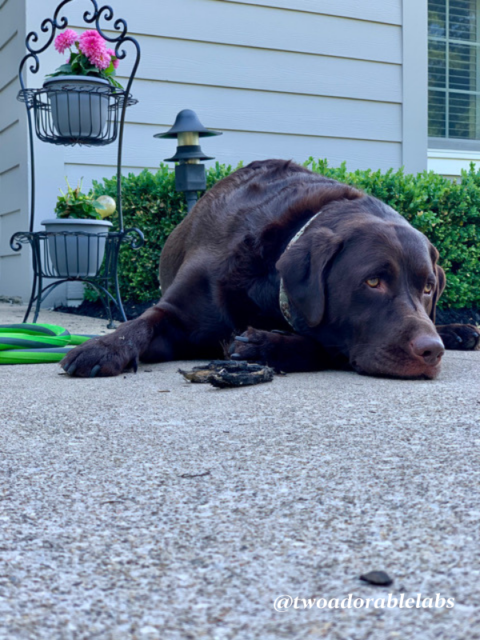 What Are Dog Lice? - Two Adorable Labs