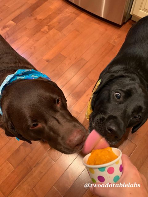 Pumpkin Pup Cups - Two Adorable Labs