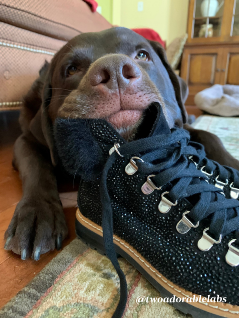 Doggie Eye Boogies And What They Mean - Two Adorable Labs