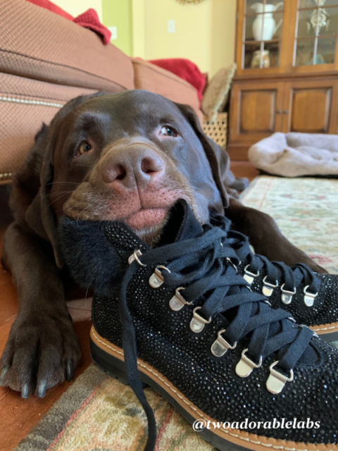 Doggie Eye Boogies And What They Mean - Two Adorable Labs