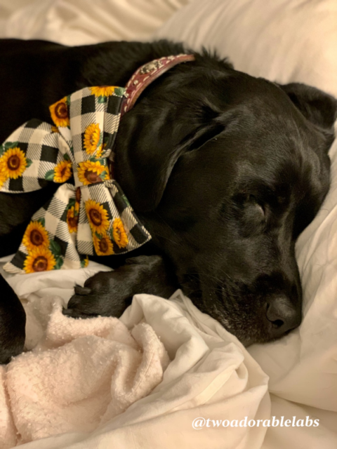 10 Dog Sleeping Positions - Two Adorable Labs