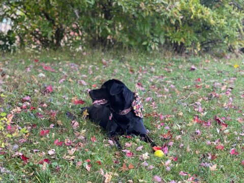 What Is Dog Trancing? - Two Adorable Labs