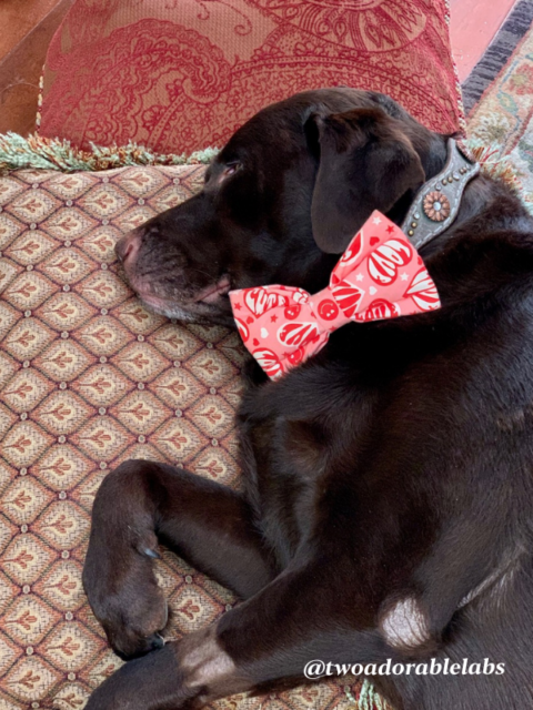 Jake's Surgery At Ohio State University Veterinary Medical Center And ...