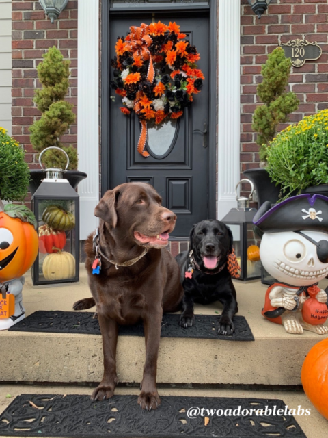 Are Acorns Toxic To Dogs? - Two Adorable Labs