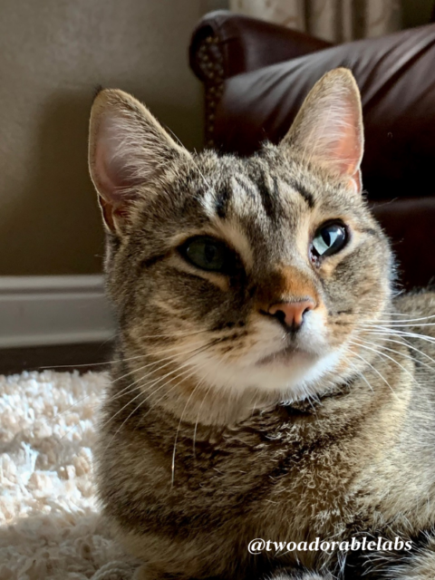 What Is A Cat's Primordial Pouch? - Two Adorable Labs