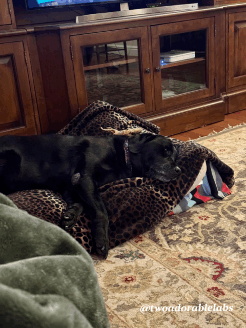 Pet Cloning: What Is It And How Does It Work? - Two Adorable Labs